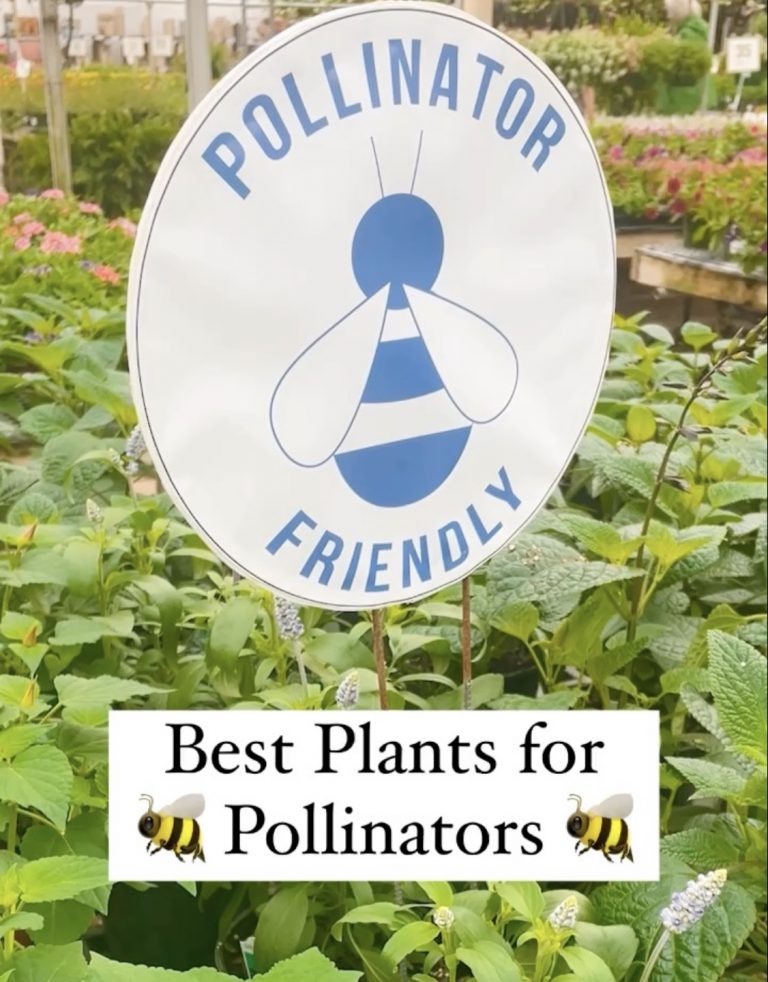 Best Plants for Pollinators - Strange's Florists, Greenhouses and ...