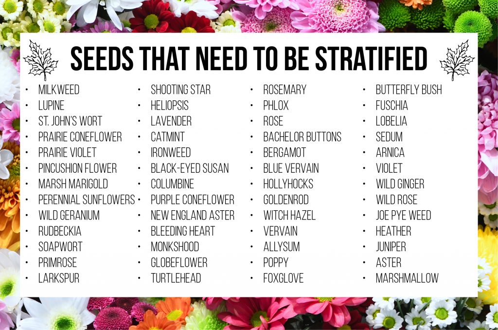 Seed Stratification for Springtime Sprouts - Strange's Florists ...