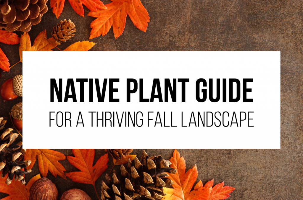 Native Plant Guide for a Thriving Fall Landscape - Strange's Florists ...